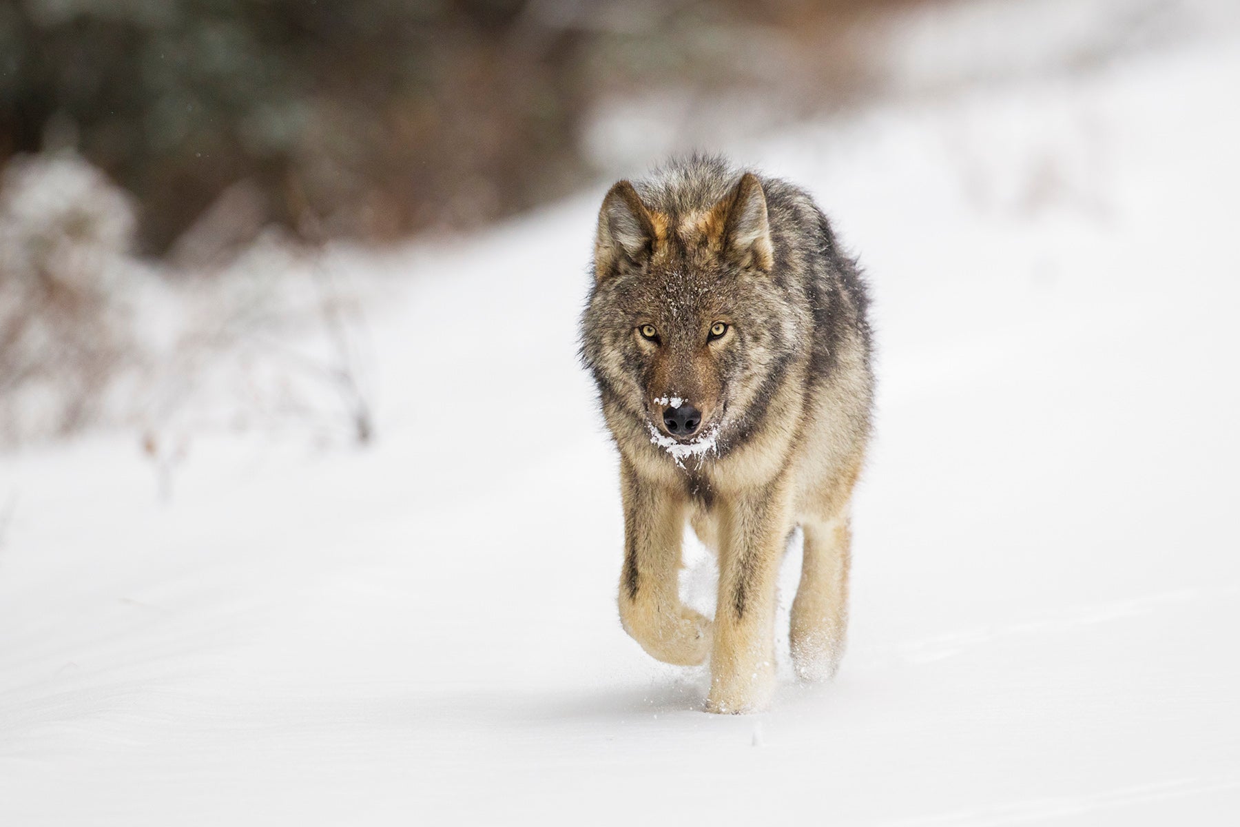 August's Animal of the Month – Animal TCG